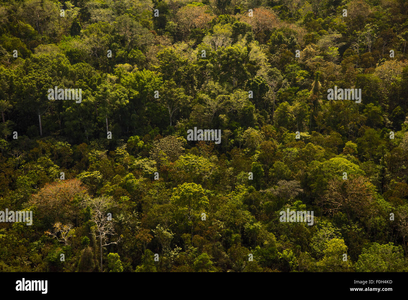 Rainforest agriculture hi-res stock photography and images - Alamy