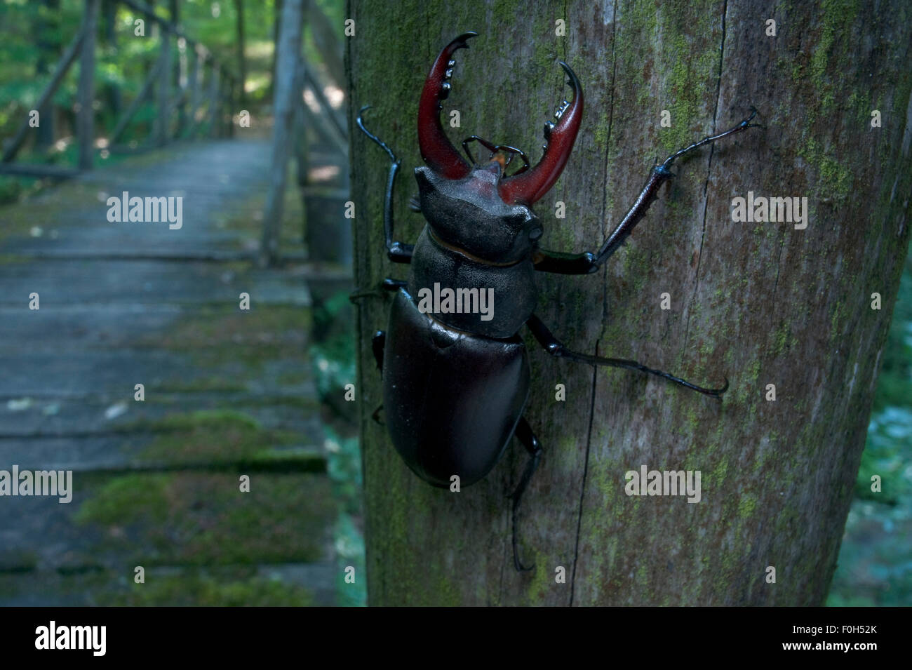 Beetle foot hi-res stock photography and images - Alamy