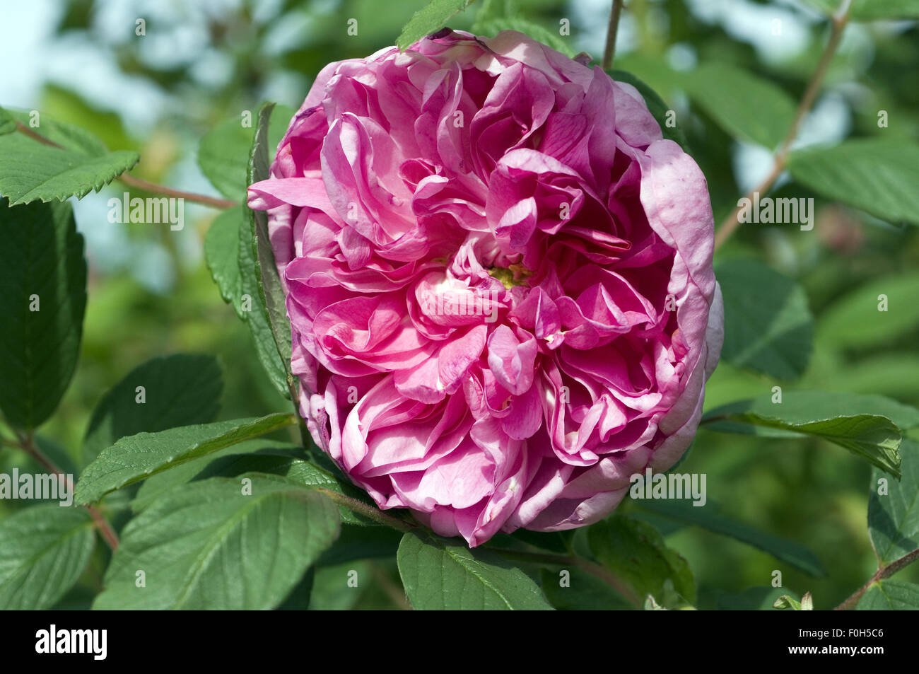 Georg rosen hi-res stock photography and images - Alamy
