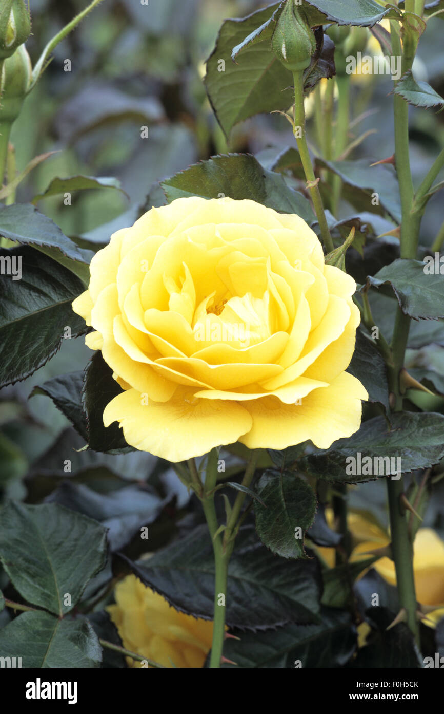 Amber queen rose hi-res stock photography and images - Alamy