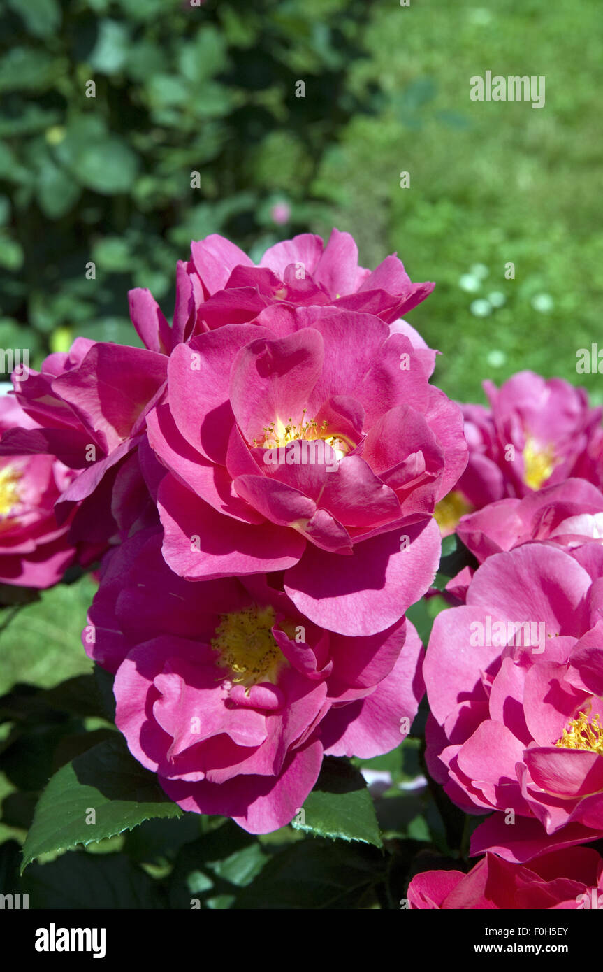 Delbard hi-res stock photography and images - Alamy