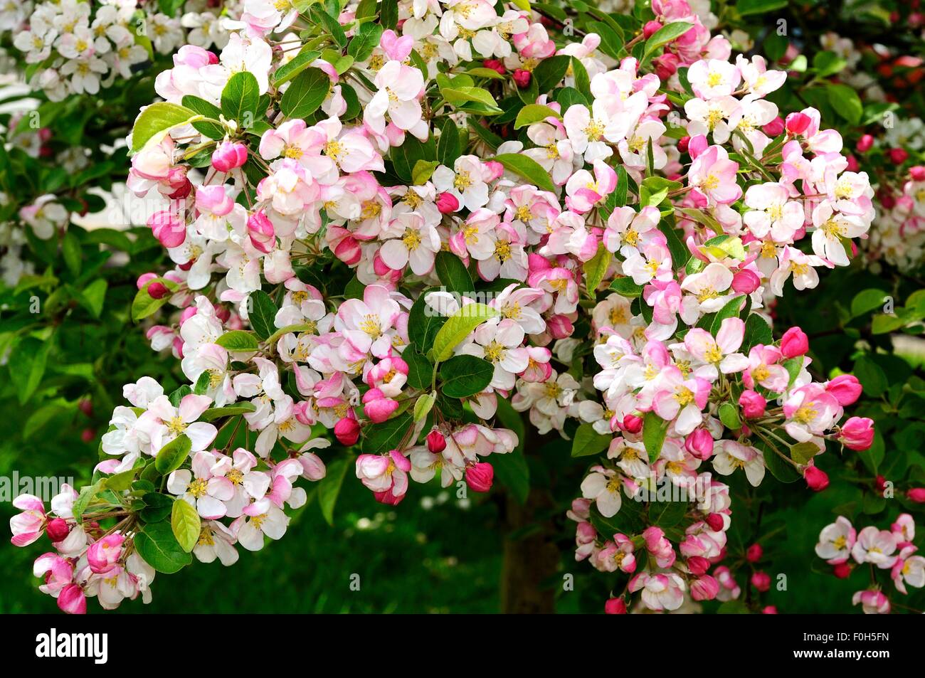 Crab apple tree blossom in the Springtime, England, UK, Western Europe ...