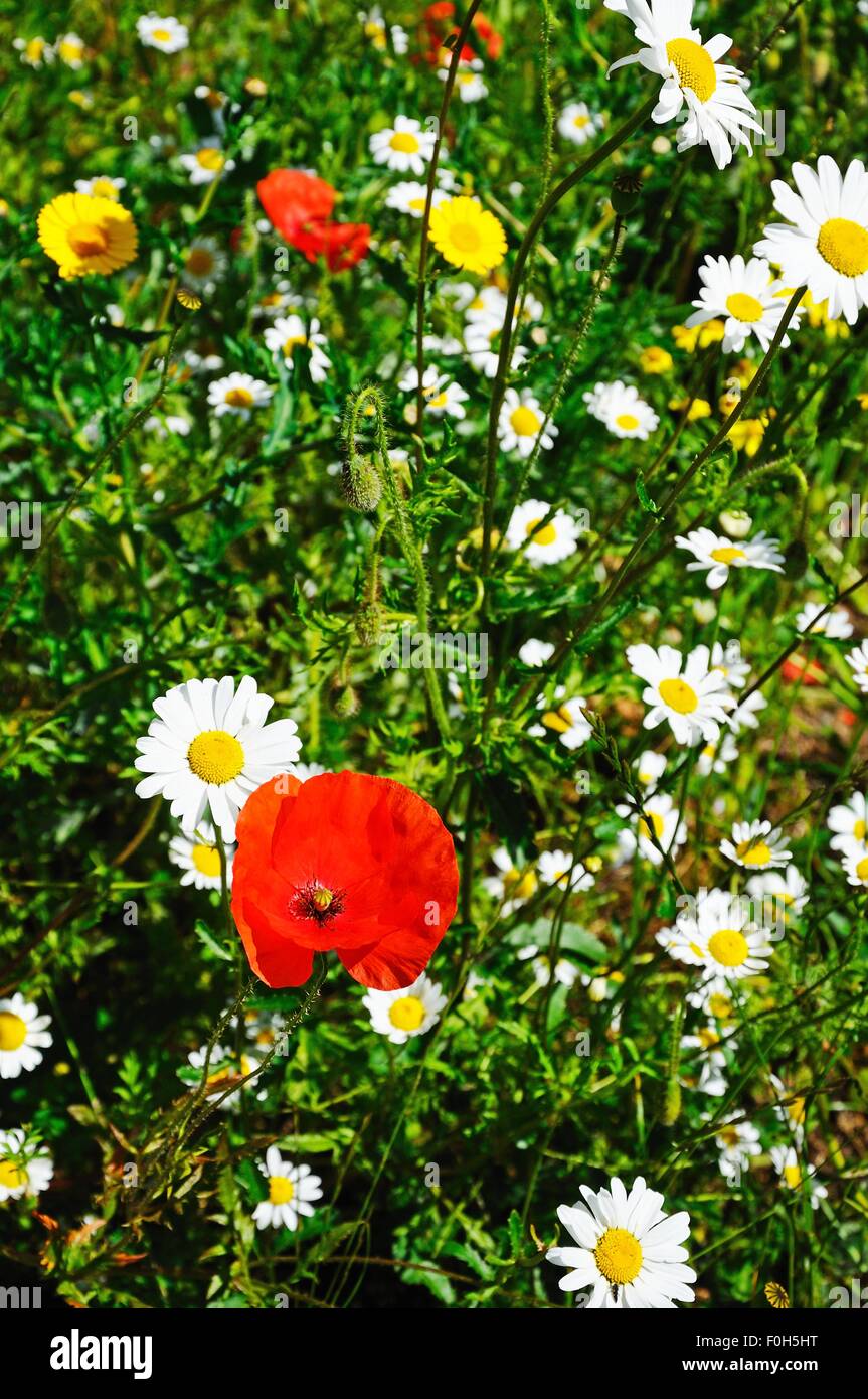 Red poppy and white daisies Stock Photo - Alamy