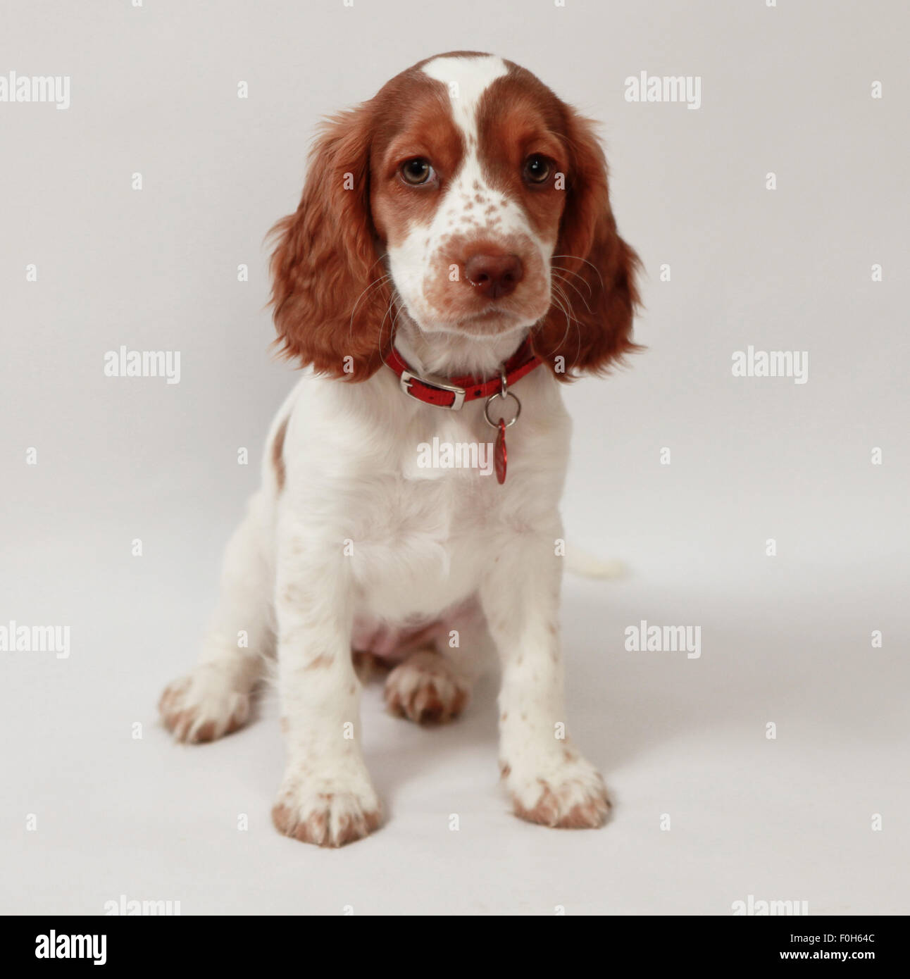 Sprocker hi-res stock photography and images - Alamy