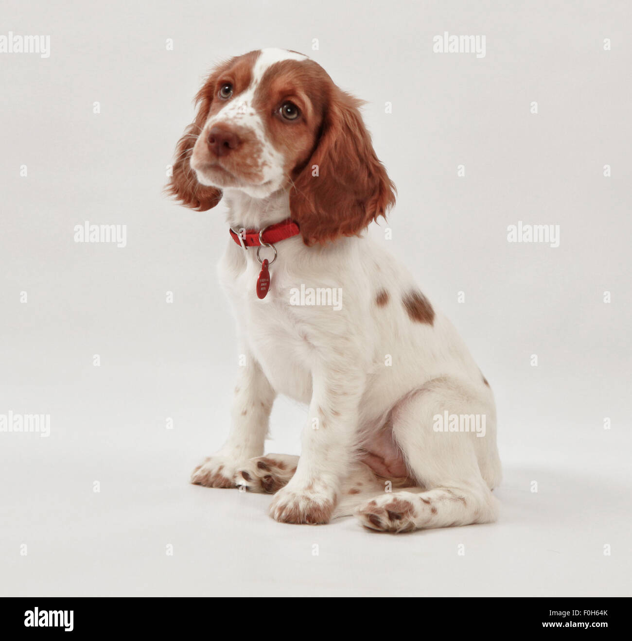 Sprocker spaniel hi-res stock photography and images - Alamy