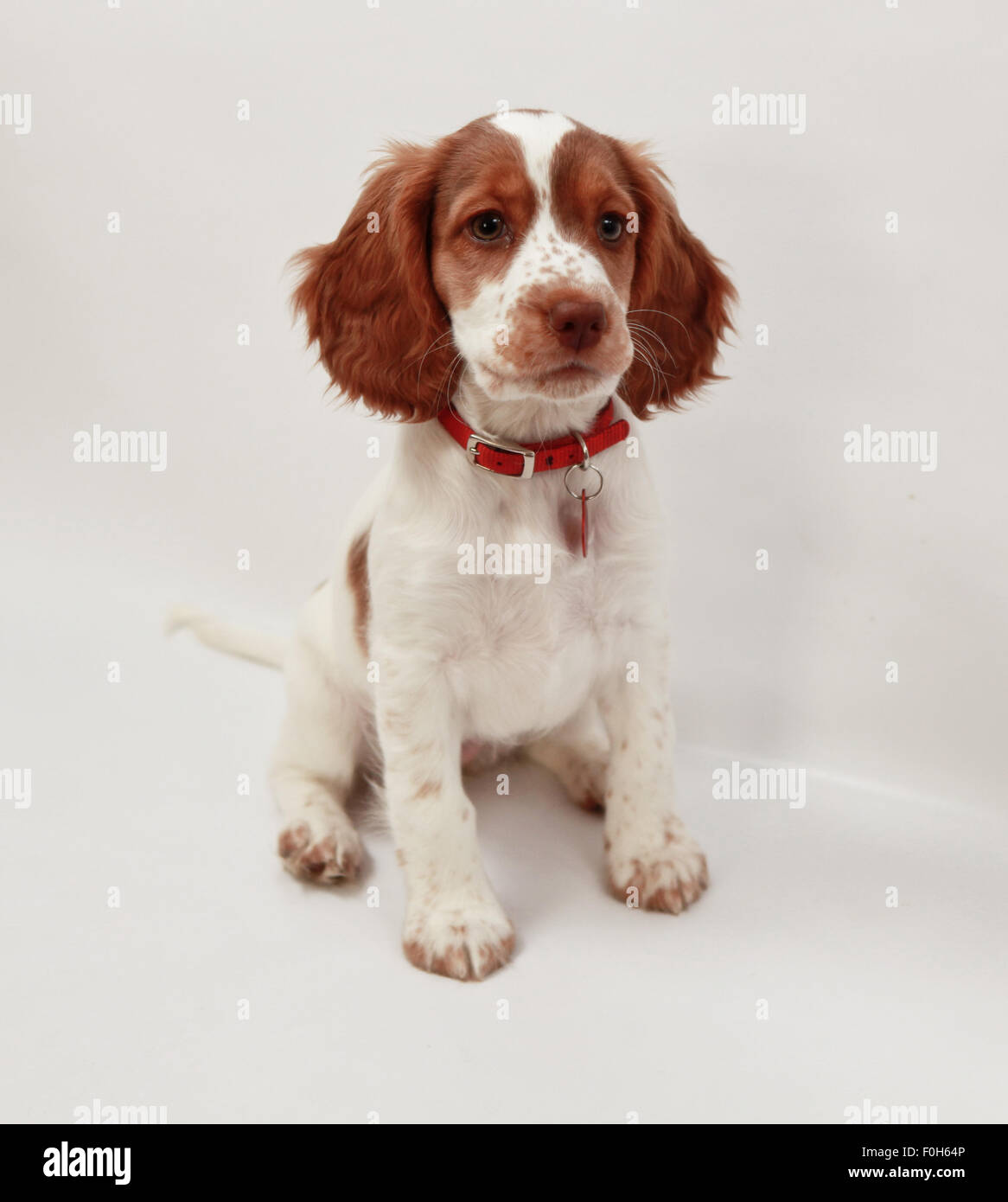Sprocker spaniel hi-res stock photography and images - Alamy