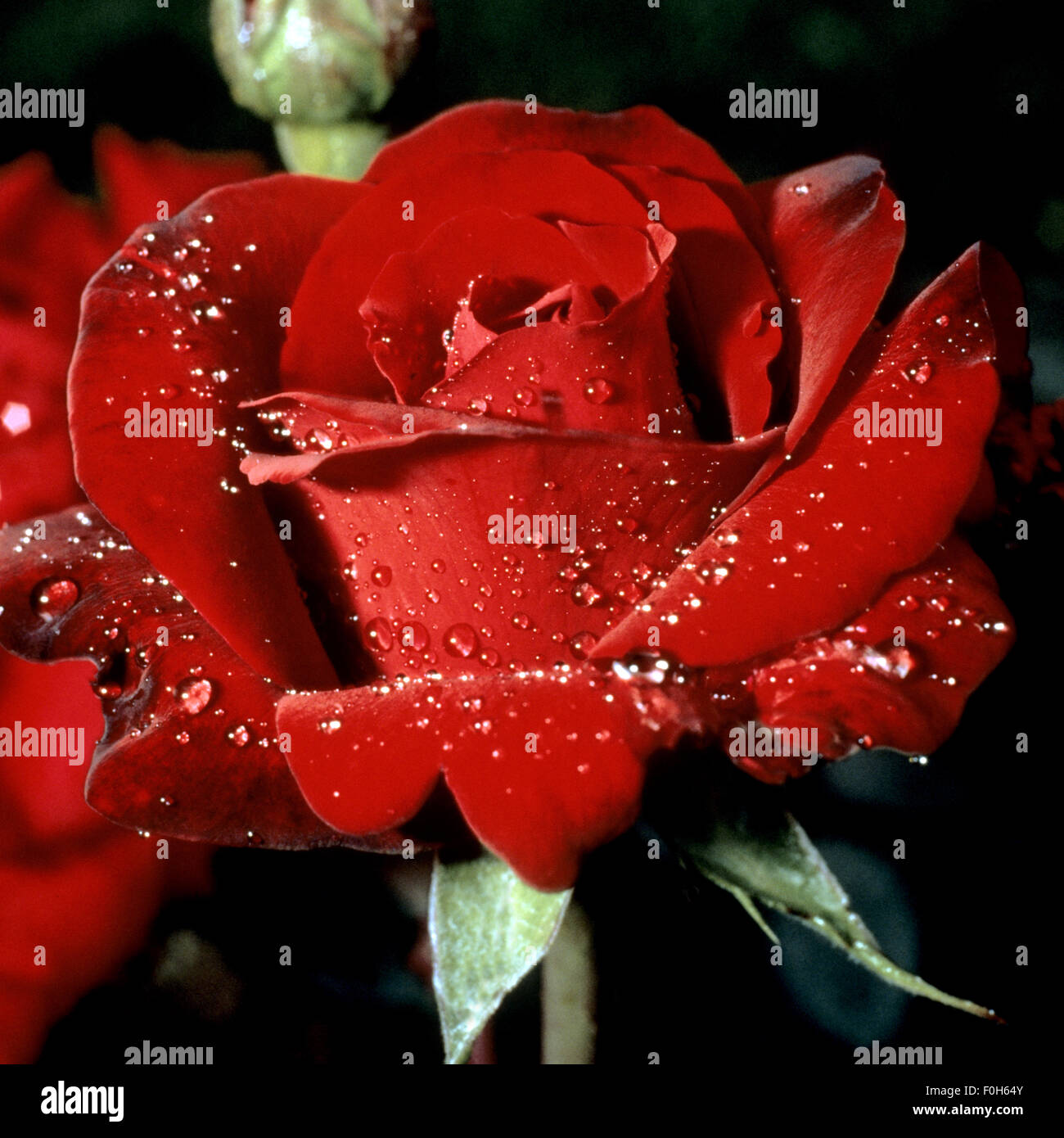 Rote Edelrose, Tau, Tautropfen Stock Photo - Alamy