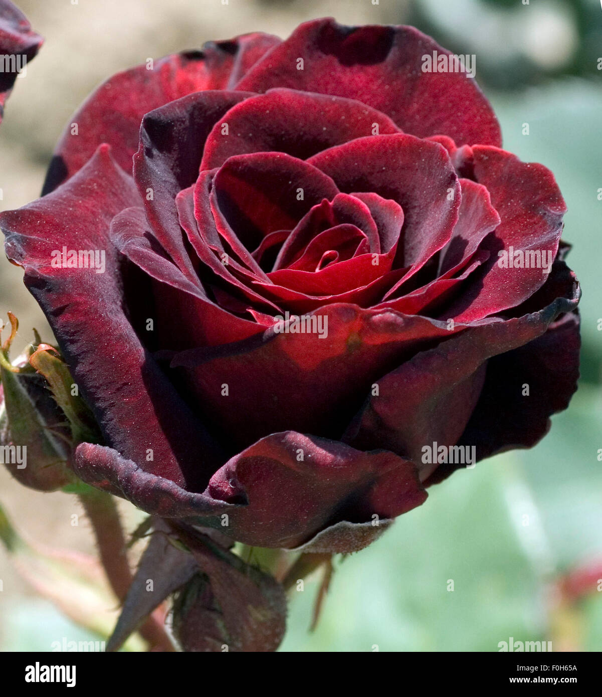Baccara hi-res stock photography and images - Alamy