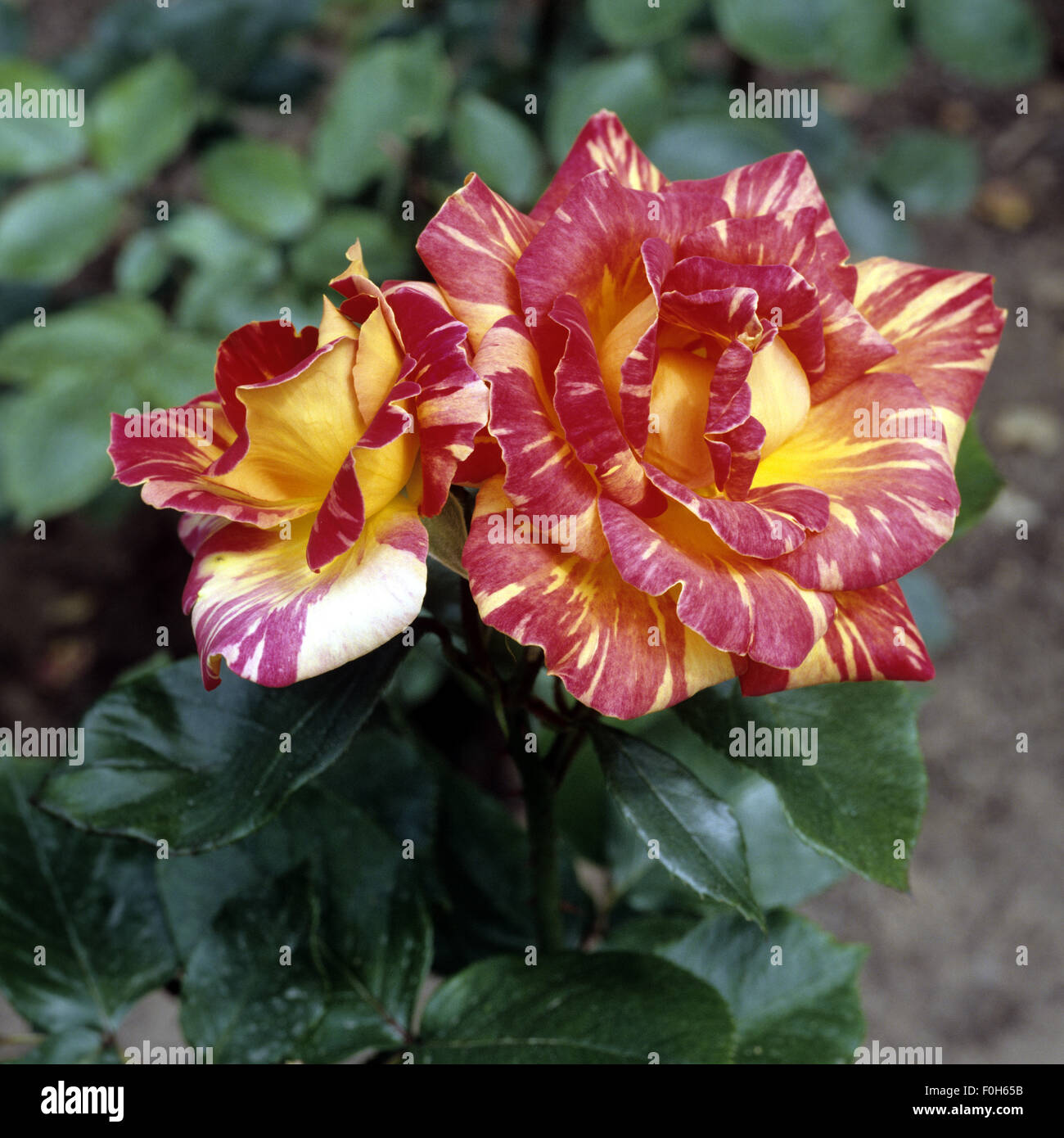 Caribia hi-res stock photography and images - Alamy