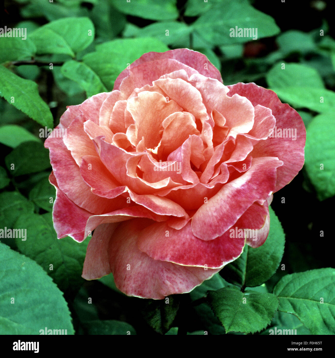Windsor rose hi-res stock photography and images - Alamy