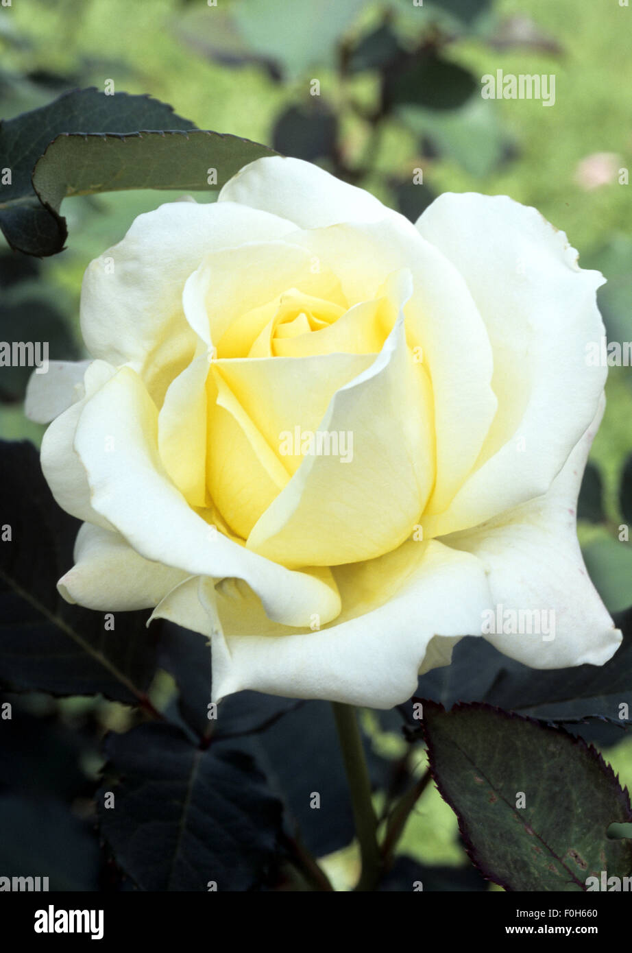 Elina rose hi-res stock photography and images - Alamy