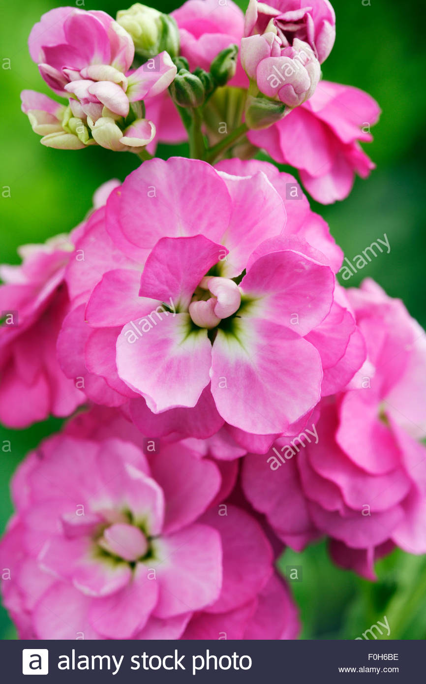 Matthiola Incana High Resolution Stock Photography and Images - Alamy