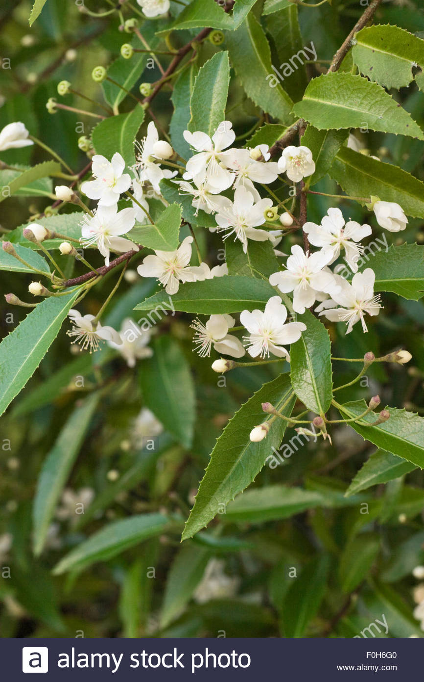 Hoheria High Resolution Stock Photography and Images - Alamy