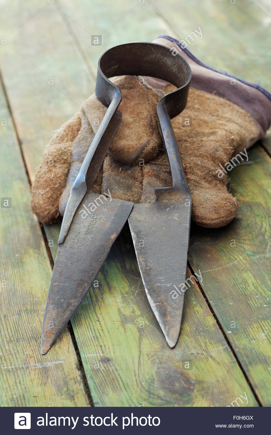 Sheep Shears High Resolution Stock Photography and Images - Alamy