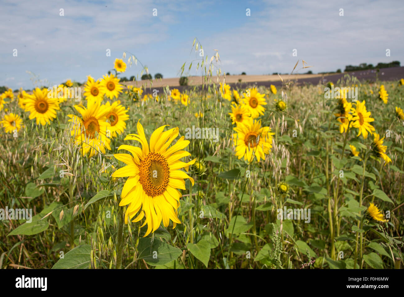 Lavender field at cadwell farm hi-res stock photography and images - Alamy