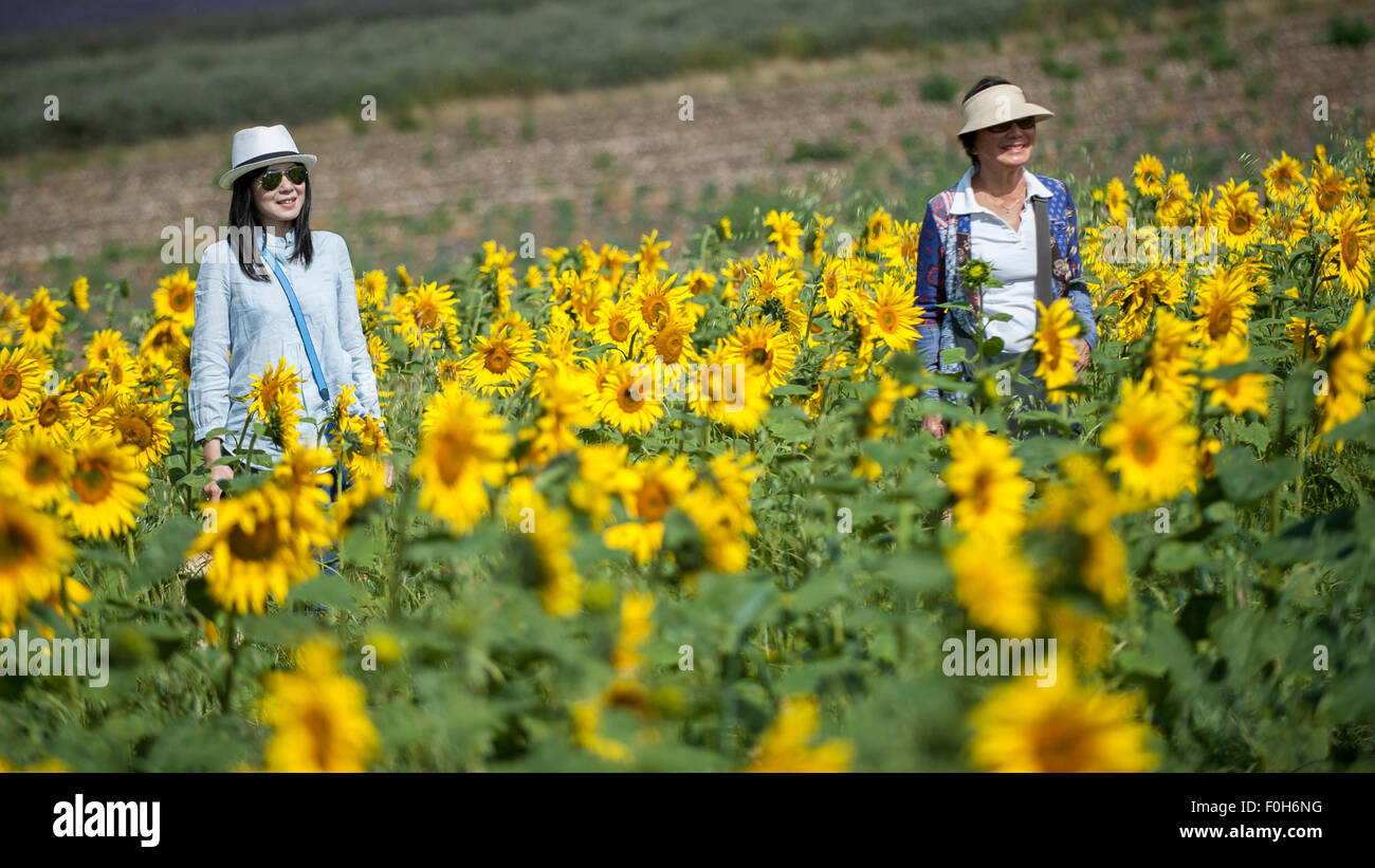 Ickleford, UK. 16 August 2015. Women pose for a photo as summer ...
