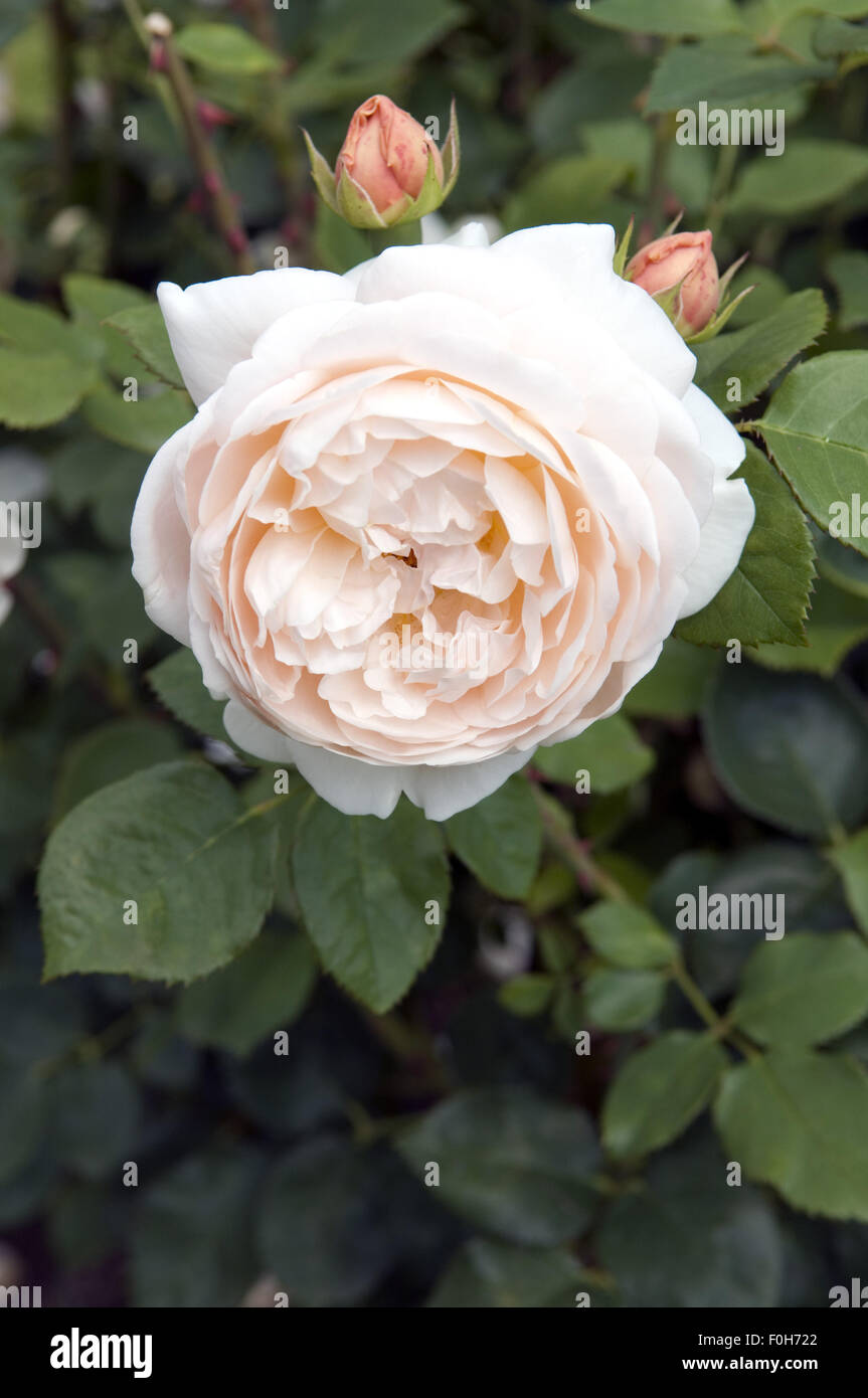 Austin rosen hi-res stock photography and images - Alamy