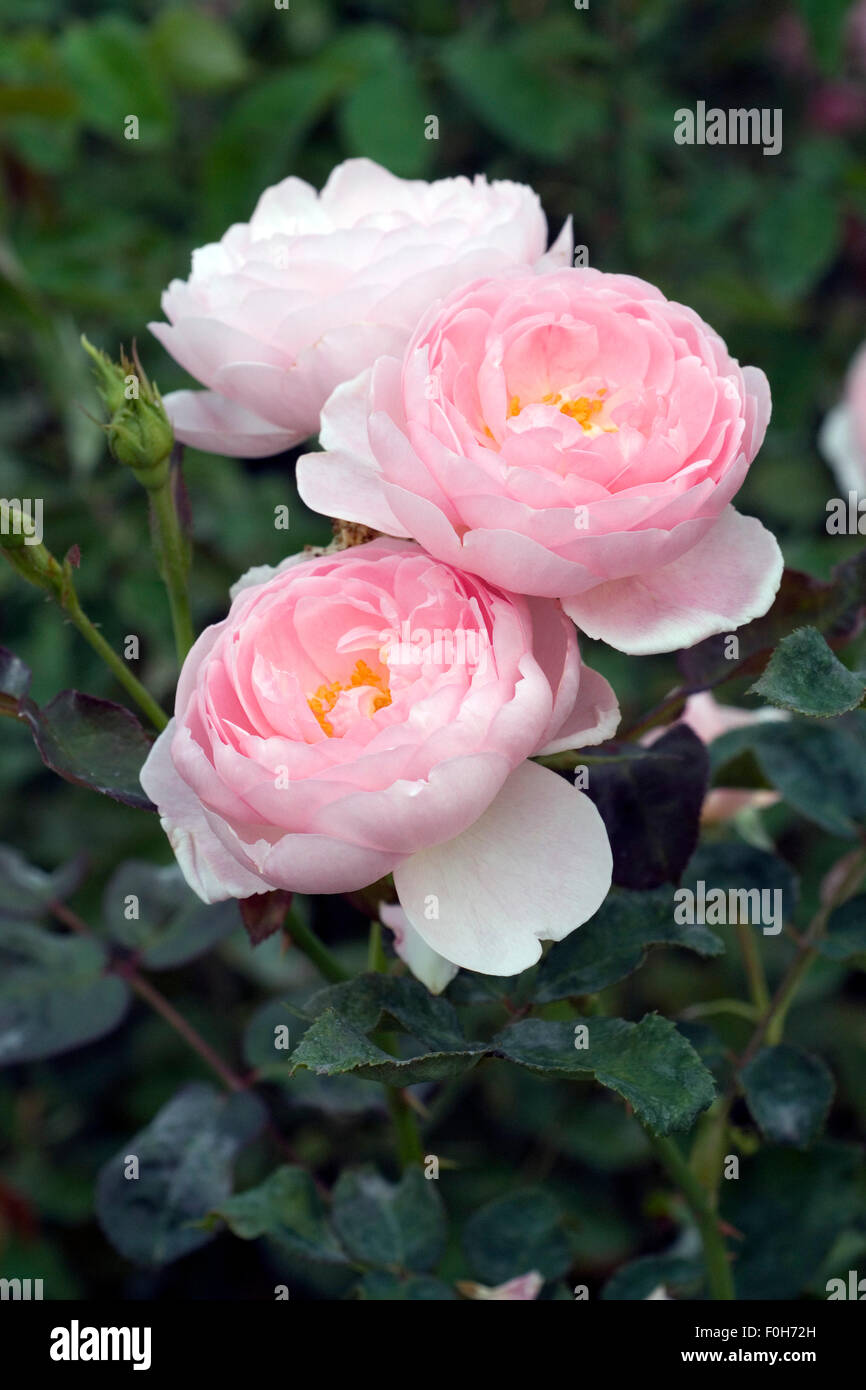 Rose Scepterd Isle High Resolution Stock Photography and Images - Alamy