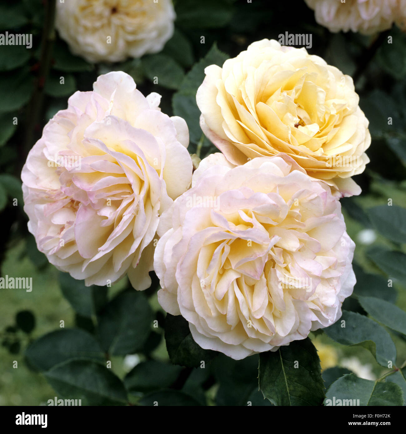 Charles rosen hi-res stock photography and images - Alamy