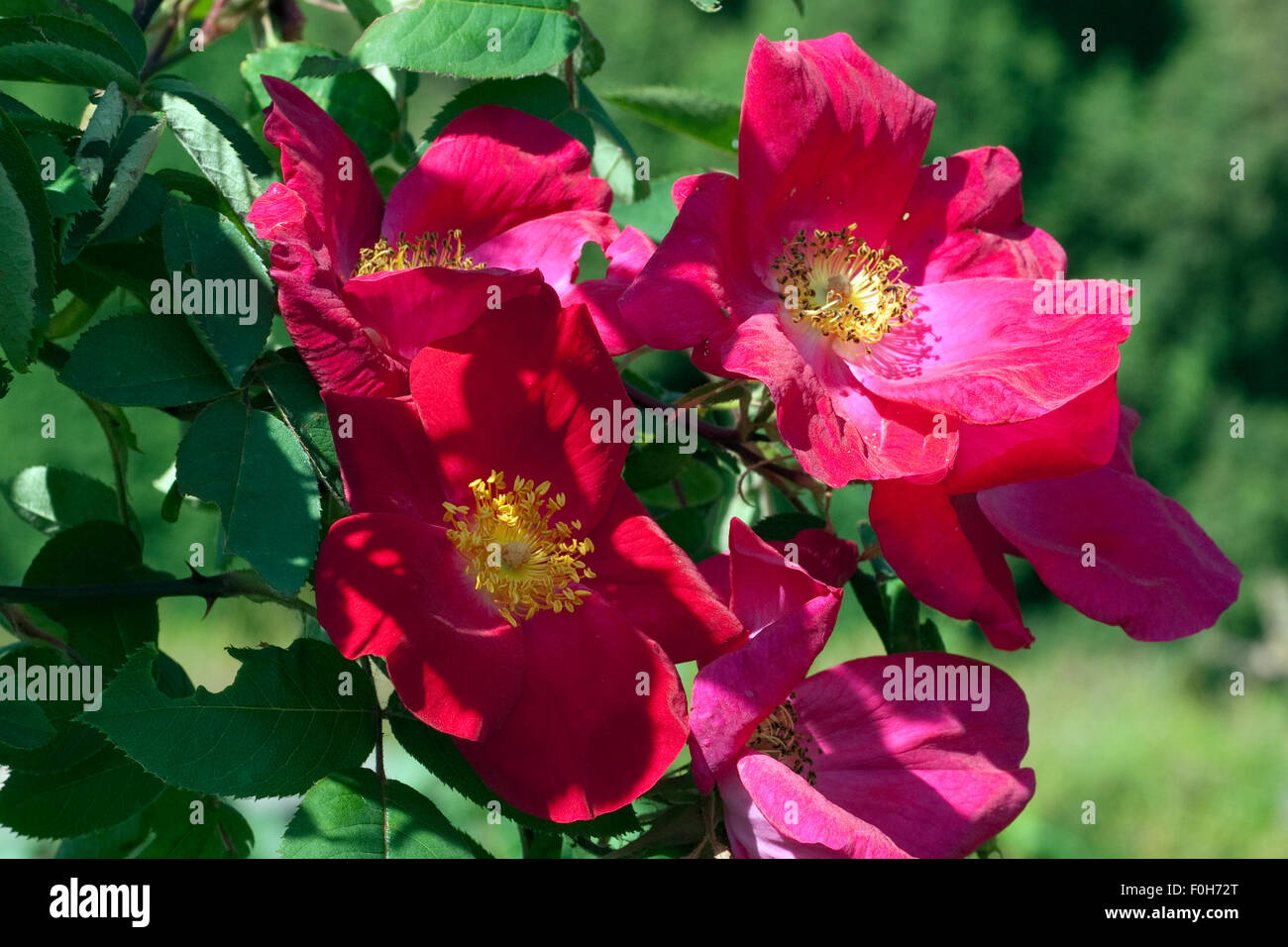 Apothecarys rose hi-res stock photography and images - Alamy