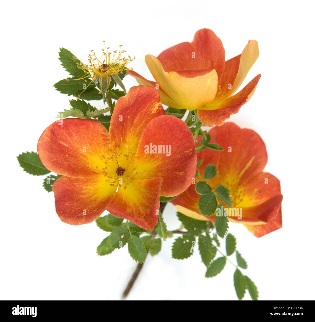 Fuchsrose; Rosa foetida Stock Photo - Alamy