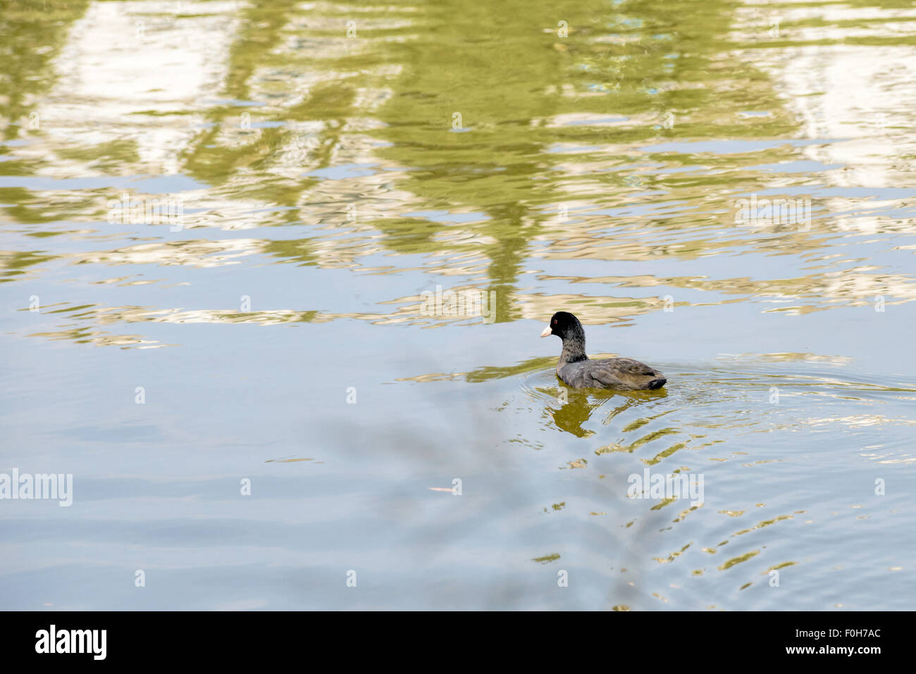 A young black mallard duck is swimming in the lake's blue water Stock ...