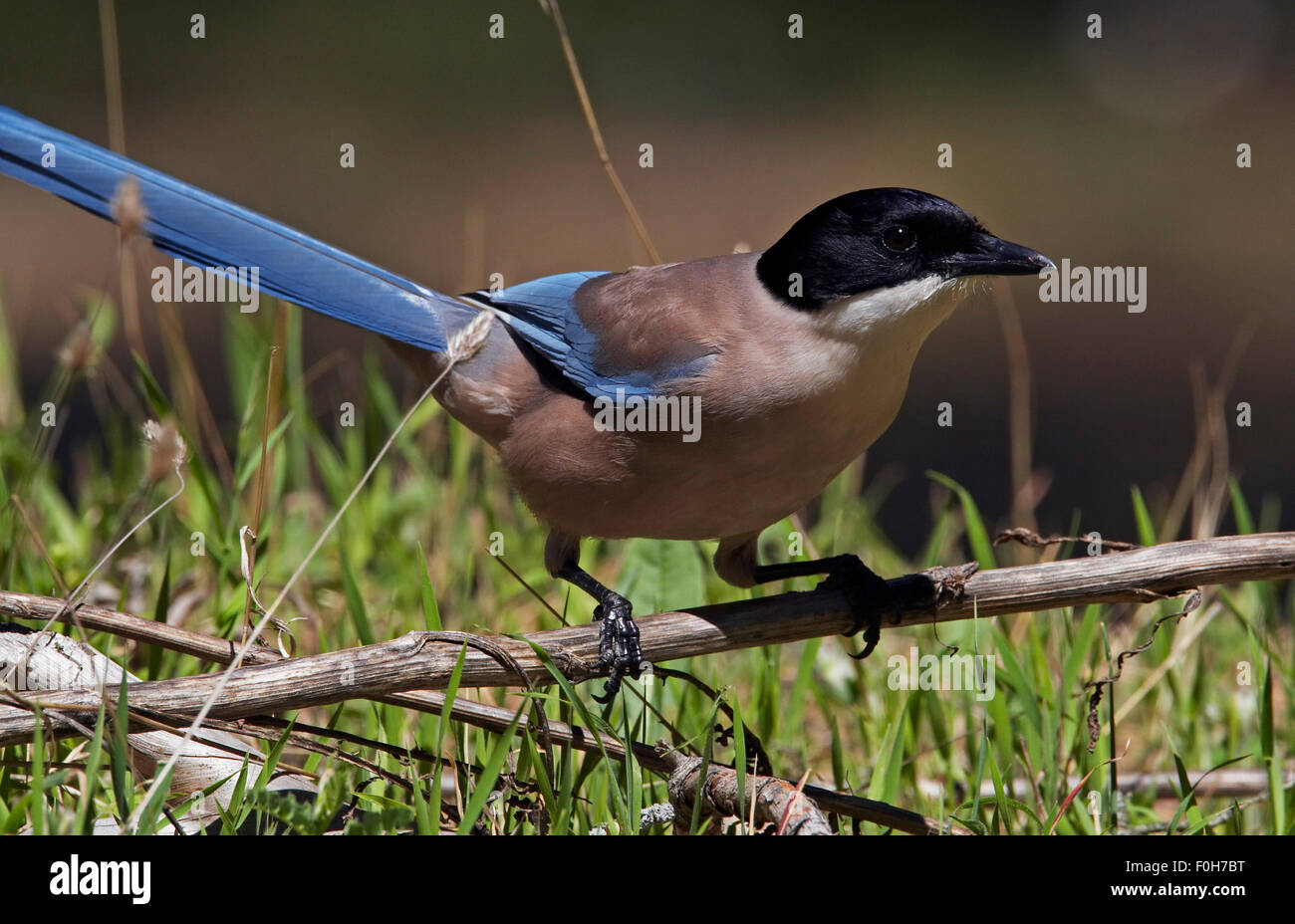 Azure winged magpie (Cyanopica cyanus) Extremadura, Spain, April 2009 ...