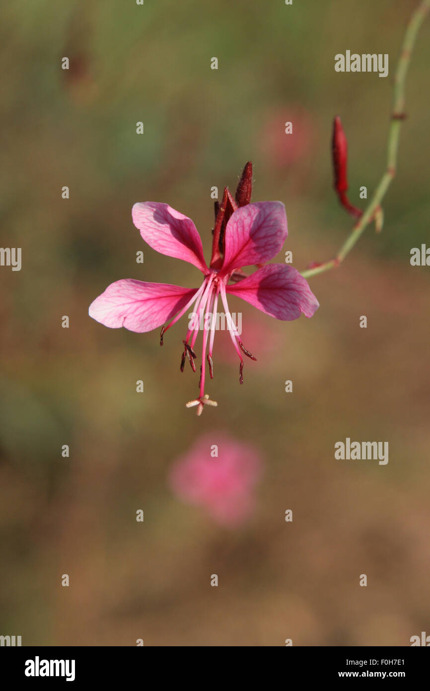 Shkedia hi-res stock photography and images - Alamy