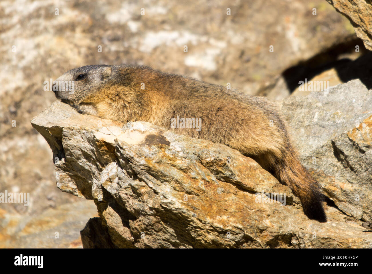 Isolated marmot portrait while yawning, italian marmot, Alps marmot ...