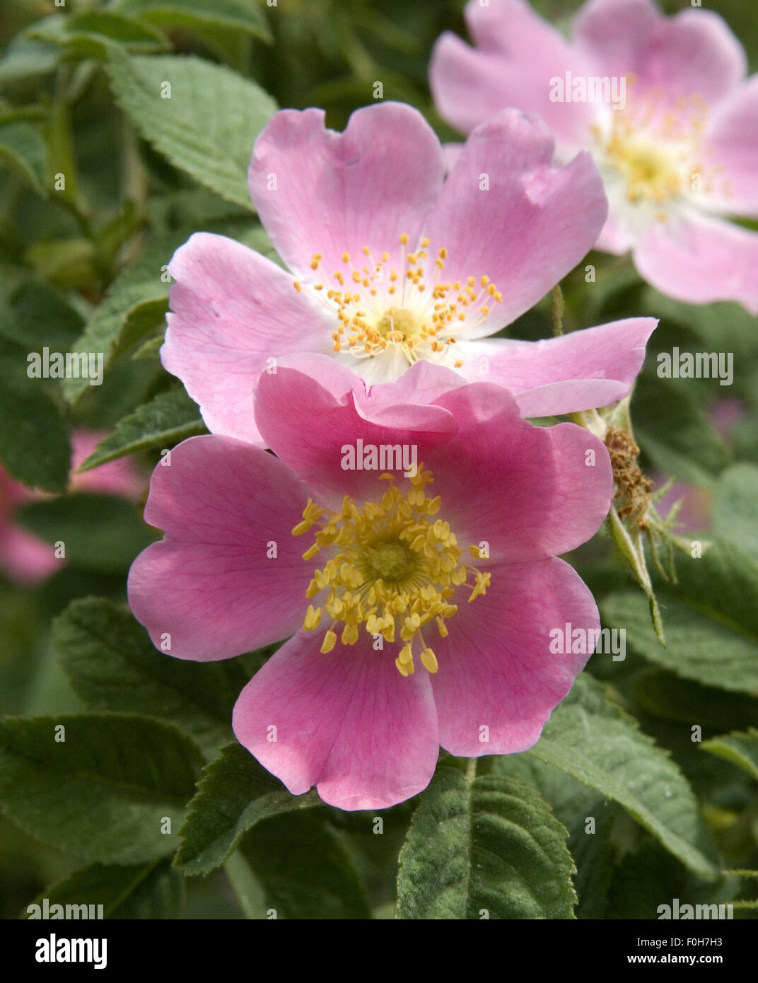 Wilde rosa rosen hi-res stock photography and images - Alamy
