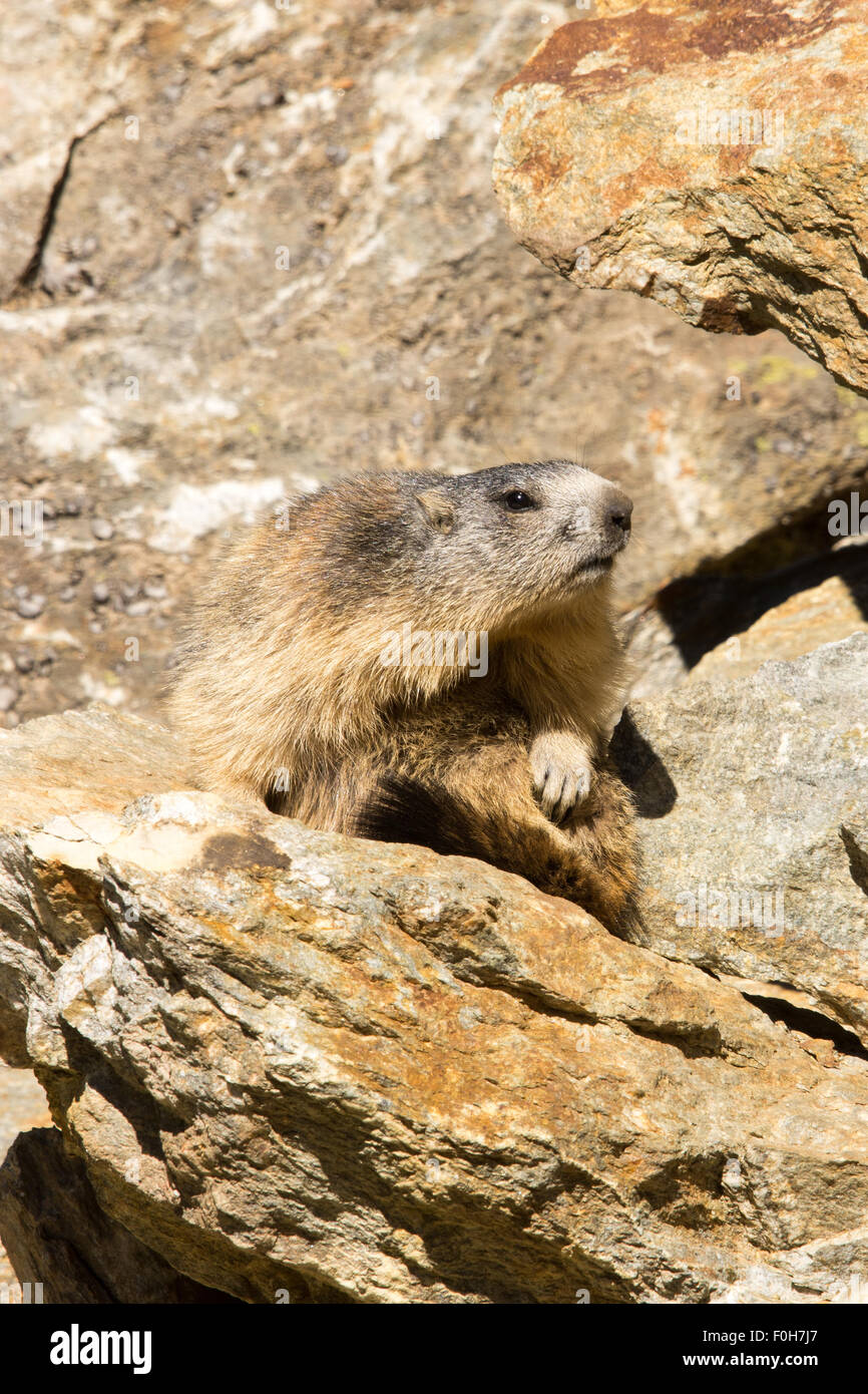 Isolated marmot portrait while yawning, italian marmot, Alps marmot ...