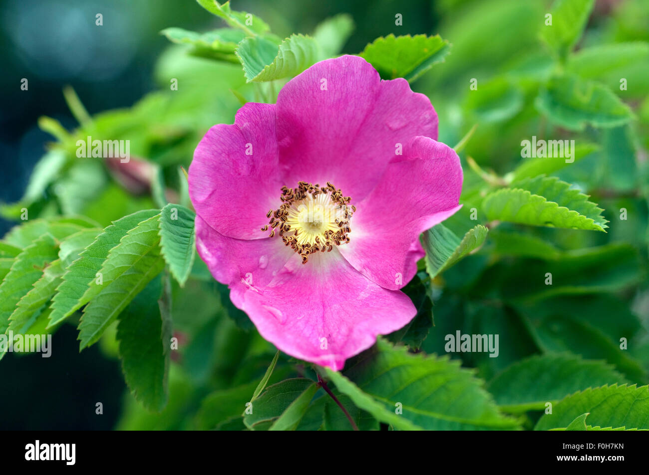 Strauchrose; Rosa, oxyodon Stock Photo - Alamy
