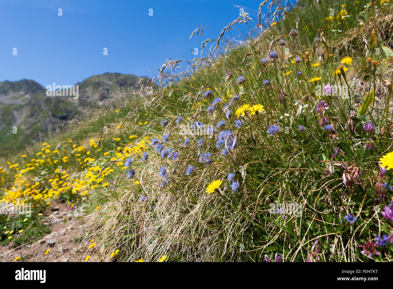 Flowers of the Pyrenees Stock Photo - Alamy