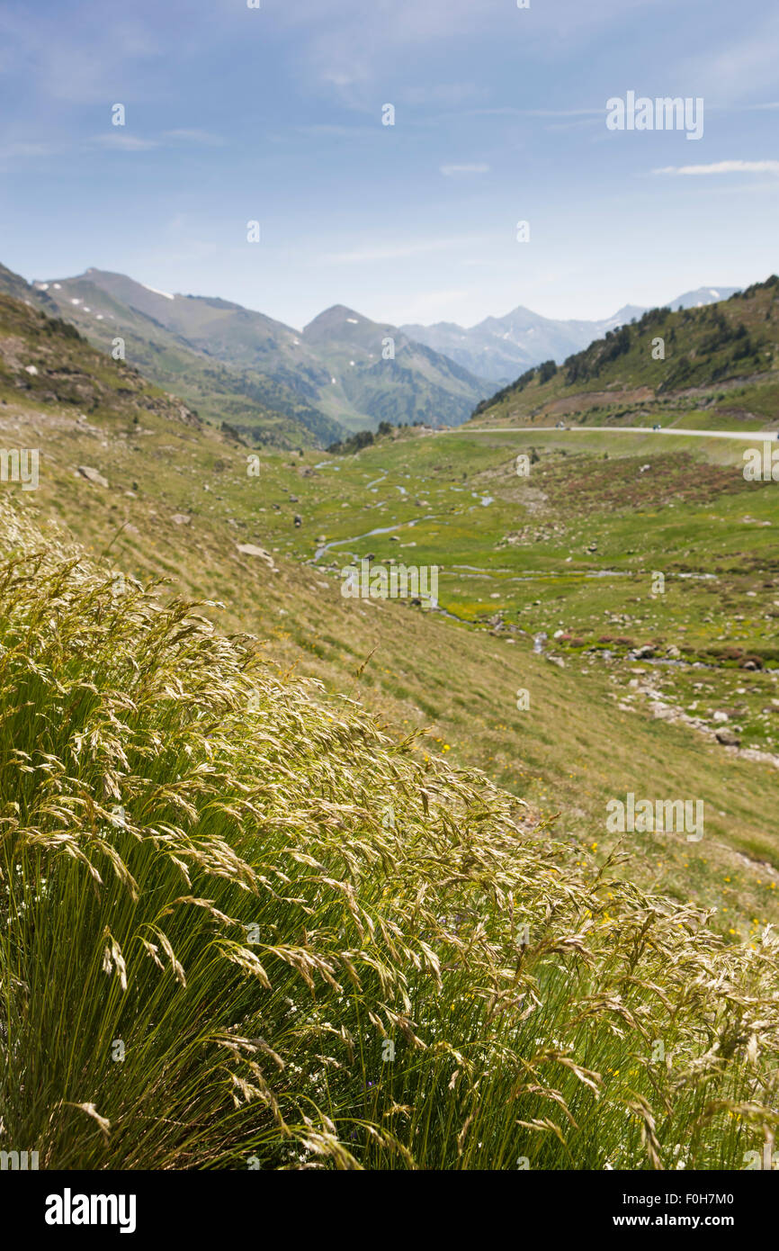 Grass in the Mountain Stock Photo - Alamy