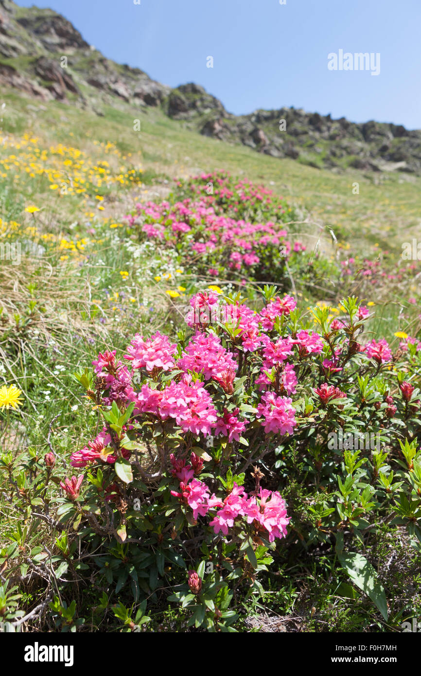 Rusty leaved alpenrose rhododendron ferrugineum hi-res stock ...