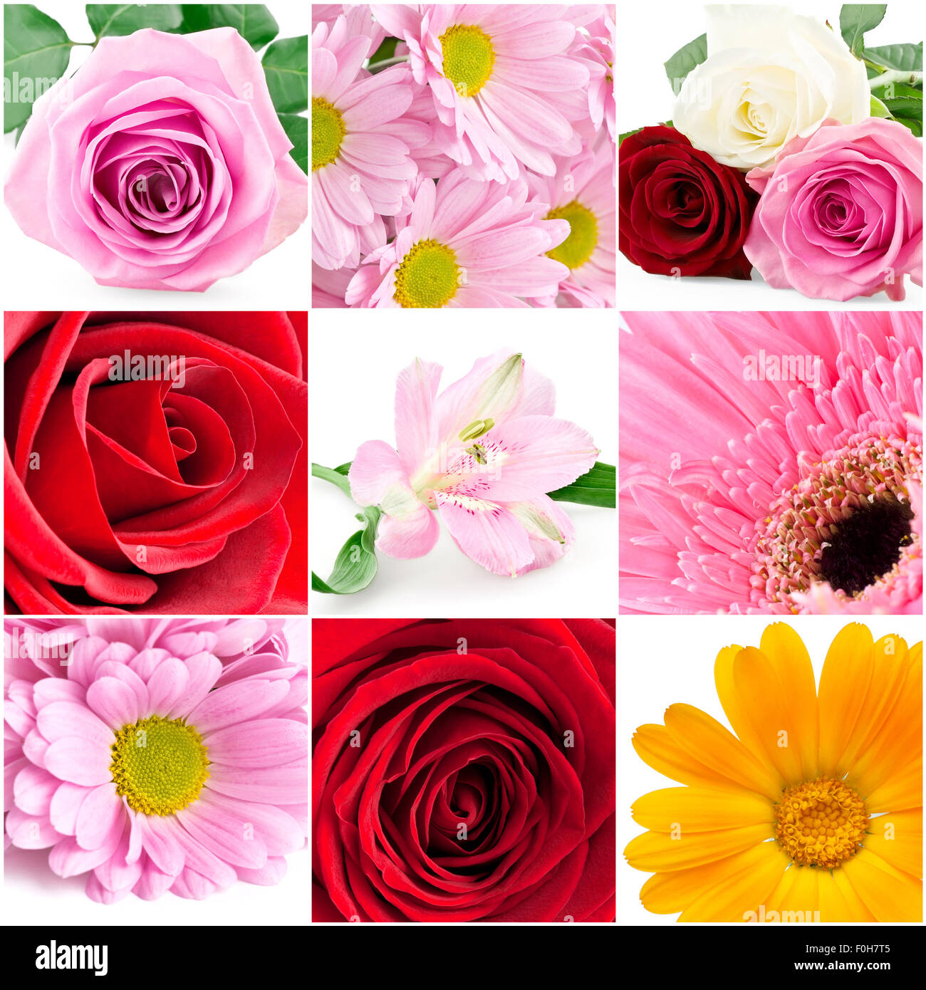 Collection of beautiful flower backgrounds Stock Photo - Alamy