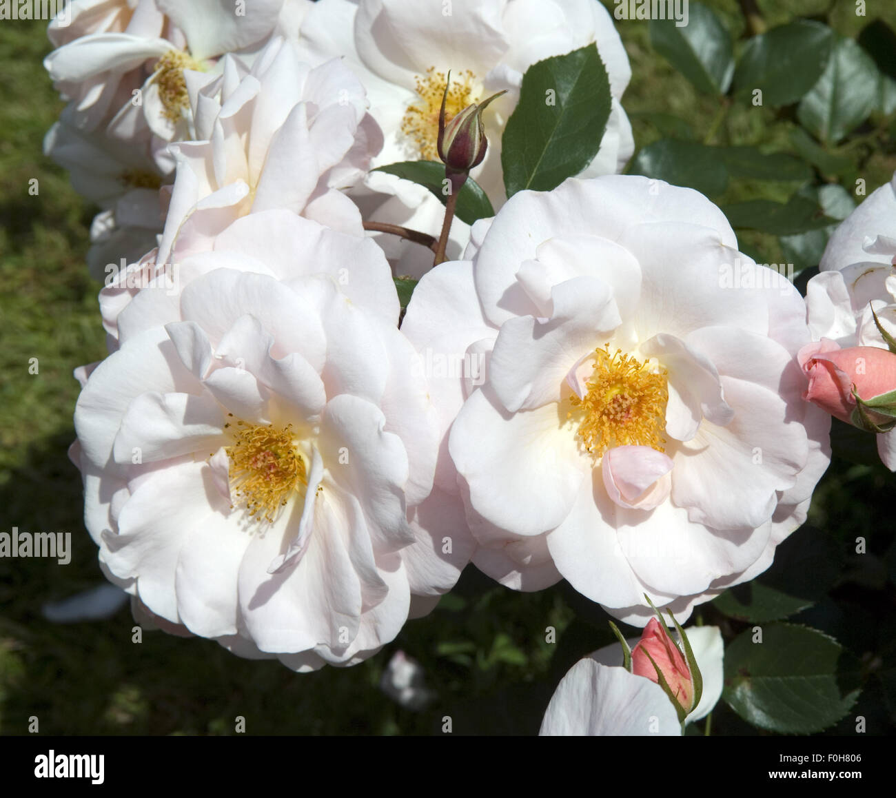 Rosa rosendal hi-res stock photography and images - Alamy