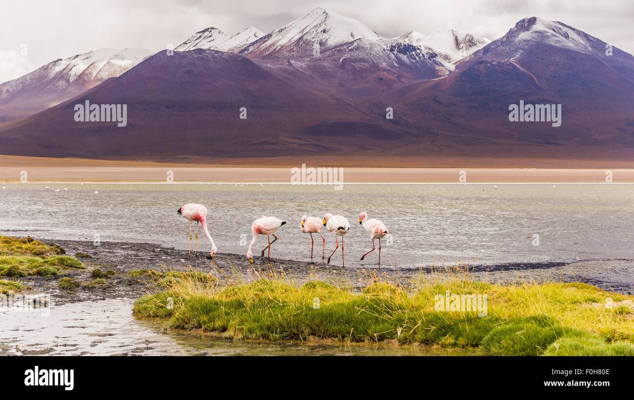 exploring the southern part of bolivia Stock Photo - Alamy