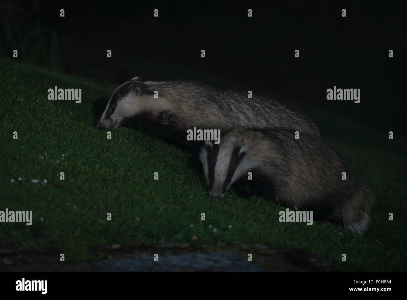 Badger Meles meles Eurasian badger Stock Photo - Alamy