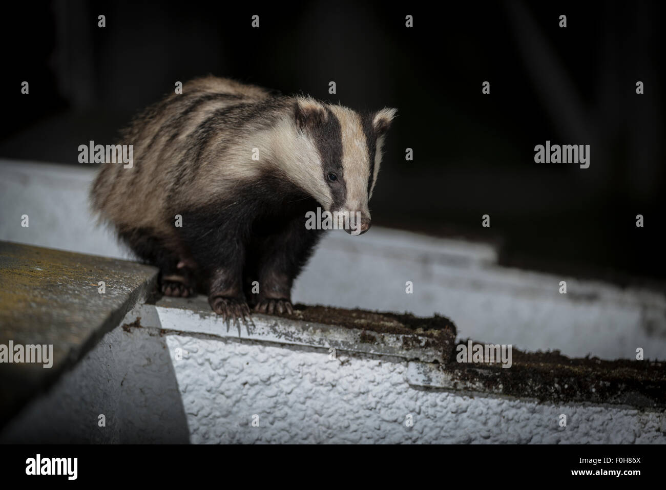 Badger Meles meles Eurasian badger Stock Photo - Alamy