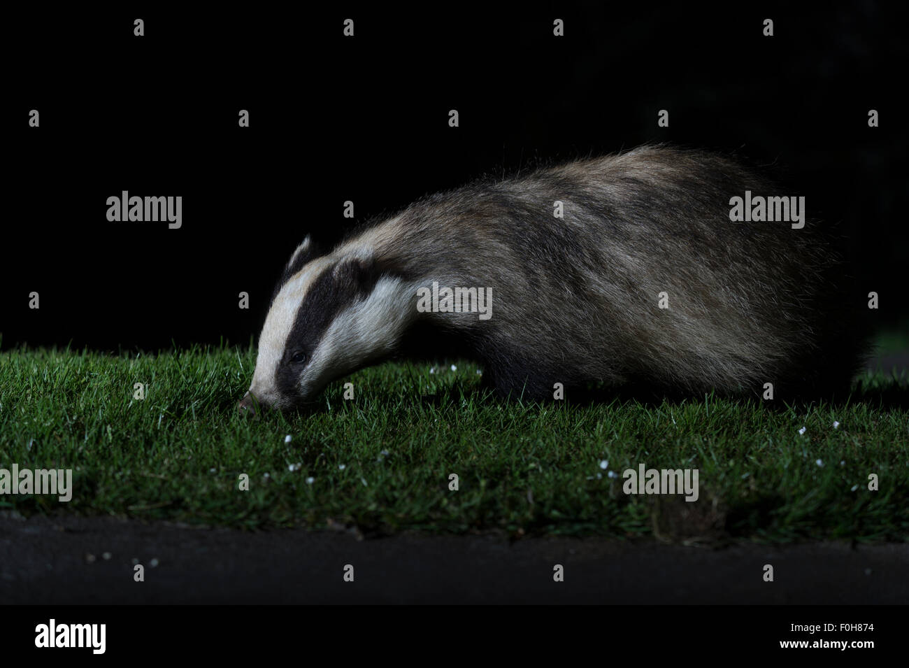 Badger Meles meles Eurasian badger Stock Photo - Alamy