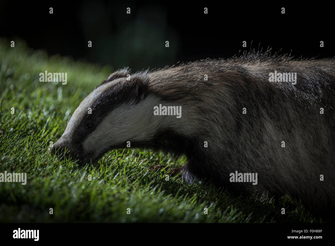 Badger Meles meles Eurasian badger Stock Photo - Alamy