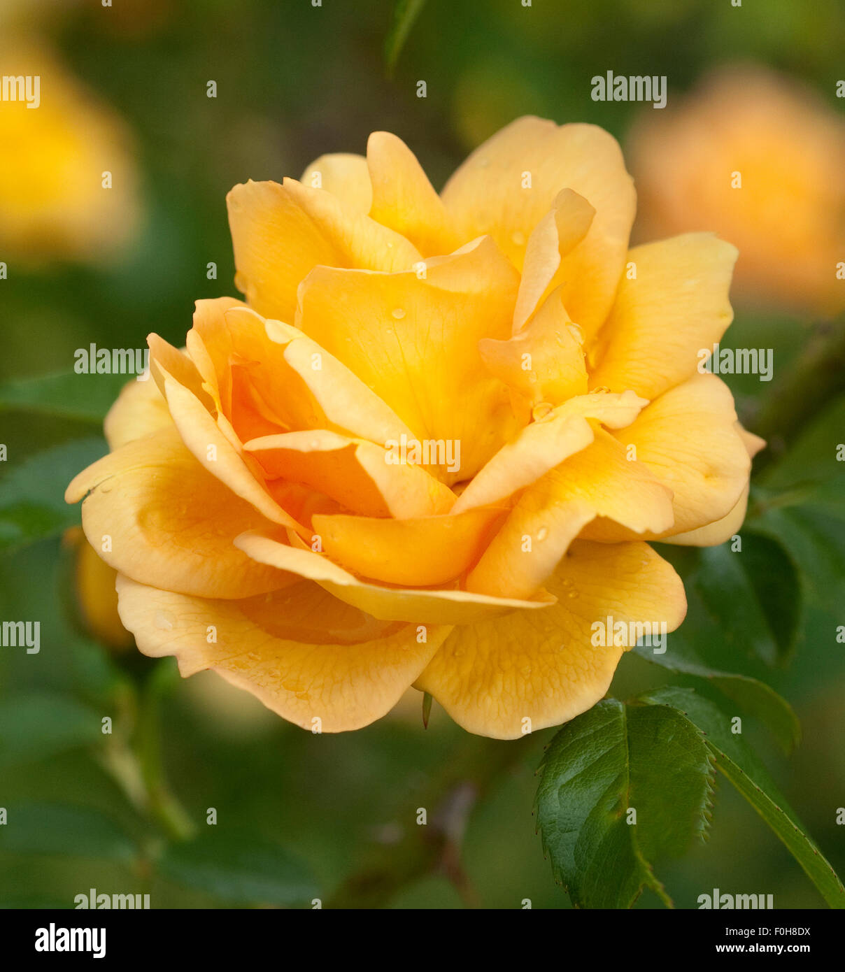 Strauchrosen High Resolution Stock Photography and Images - Alamy