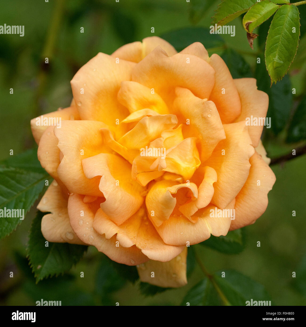 Rose rosa maigold High Resolution Stock Photography and Images - Alamy