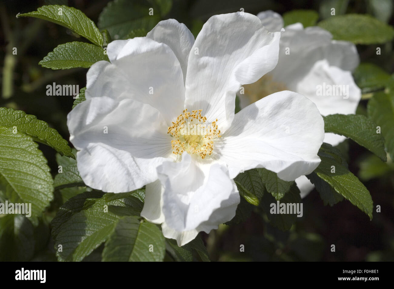 Rosa rugosa alba hi-res stock photography and images - Alamy