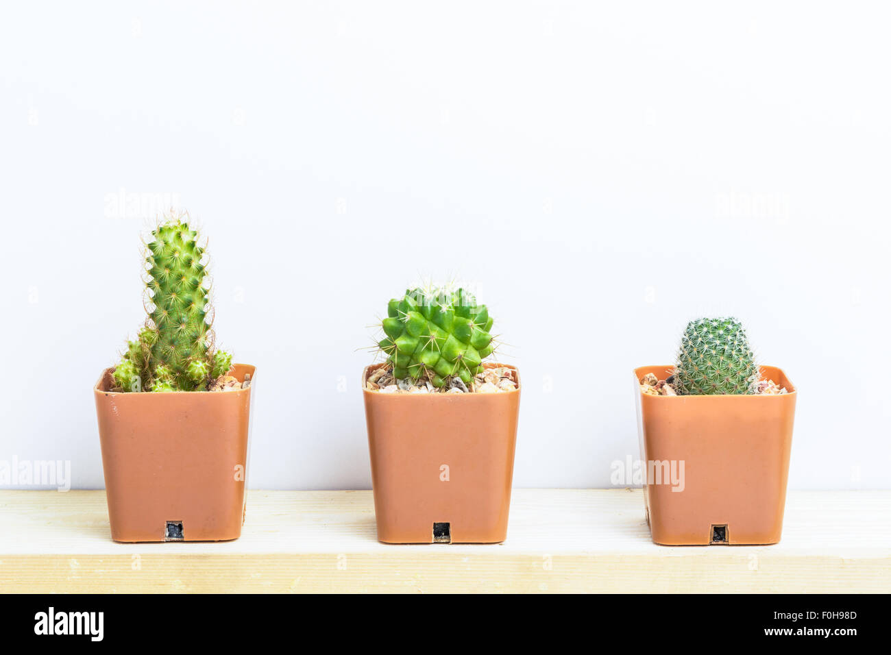 Three potted cactus on white background Stock Photo - Alamy