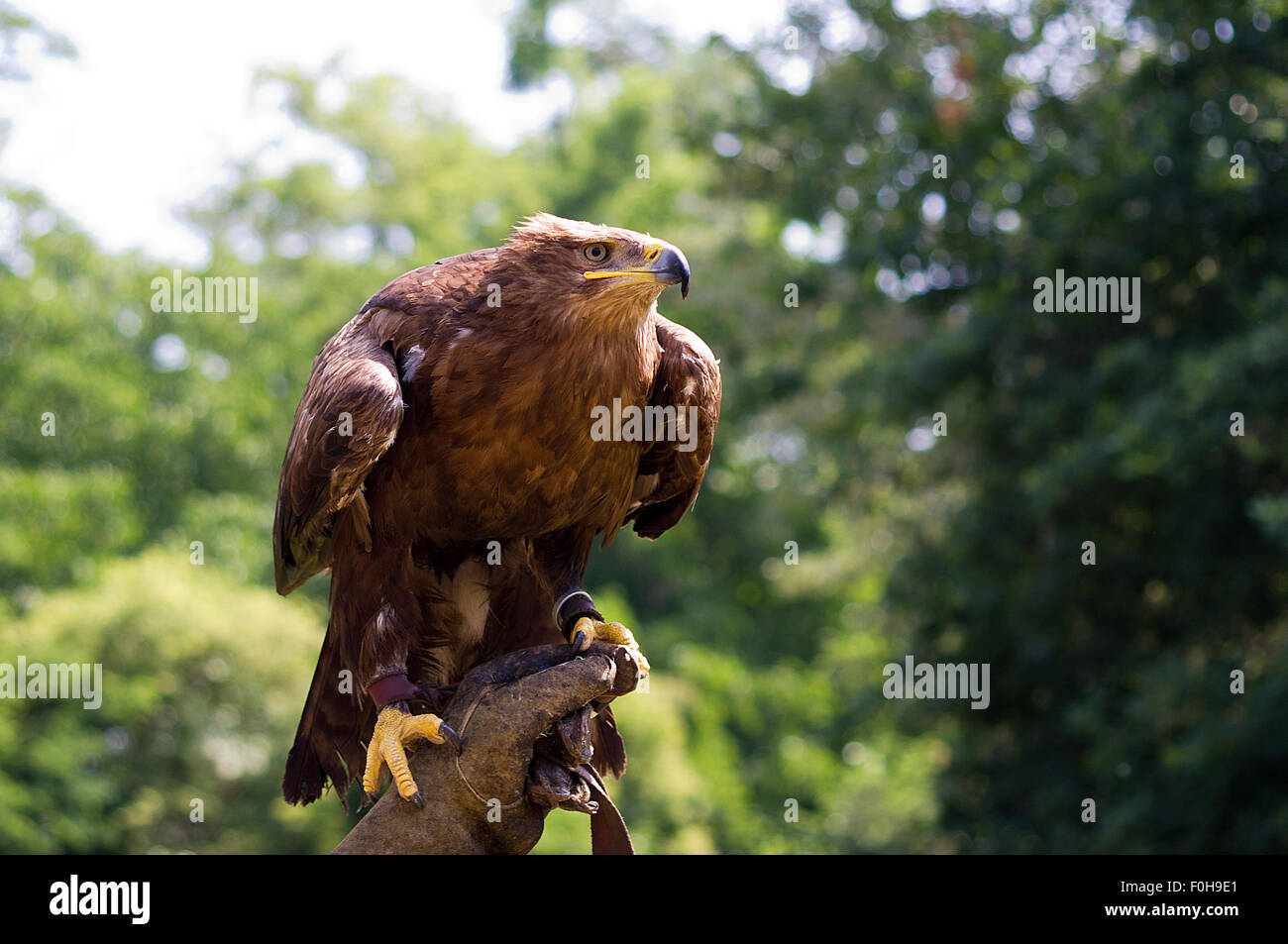 eagle close up Stock Photo - Alamy
