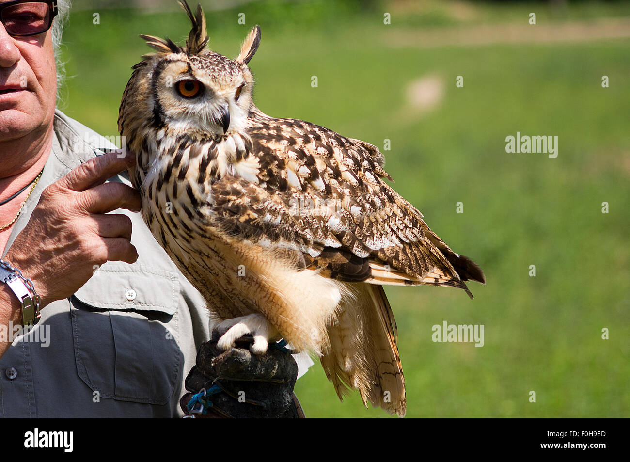 Wildlife predator, rapacious Stock Photo - Alamy