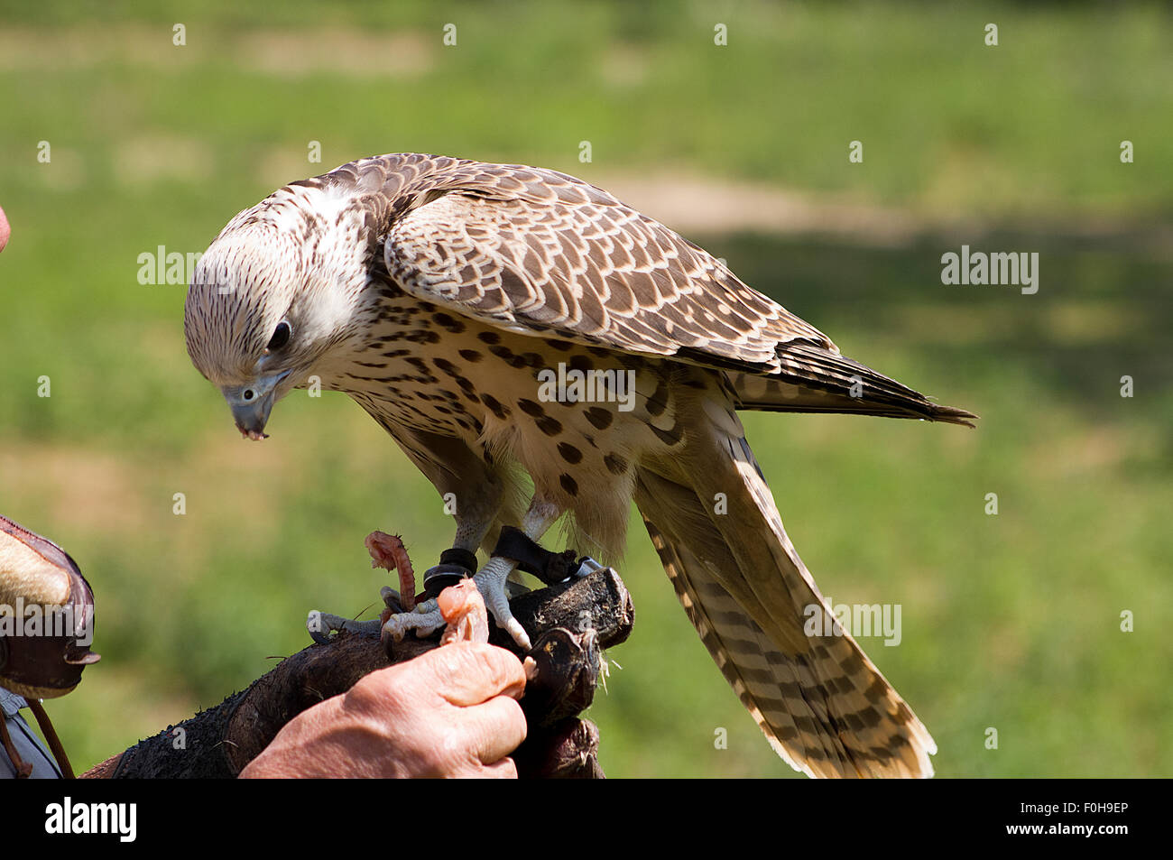 Wildlife predator, rapacious Stock Photo - Alamy