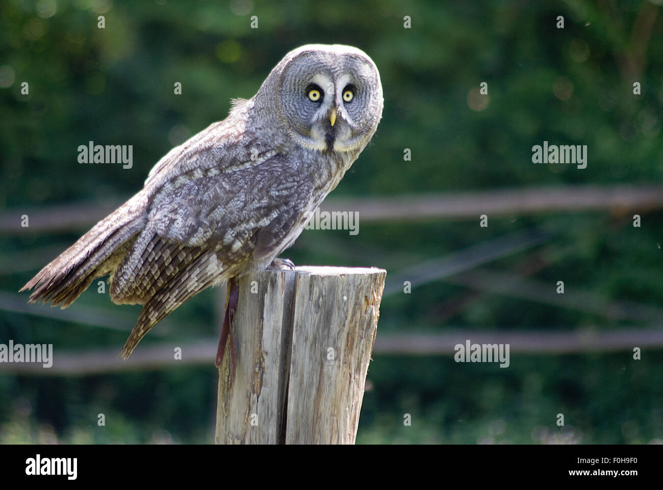 Wildlife predator, rapacious Stock Photo - Alamy